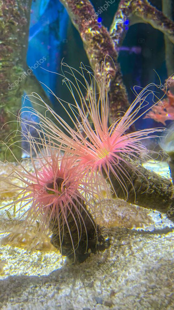 Dos delicadas anémonas de tubo rosa con tentáculos que fluyen en un ...