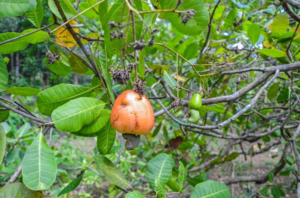 Fruta de macaco madura Stock Photos, Royalty Free Fruta de macaco ...
