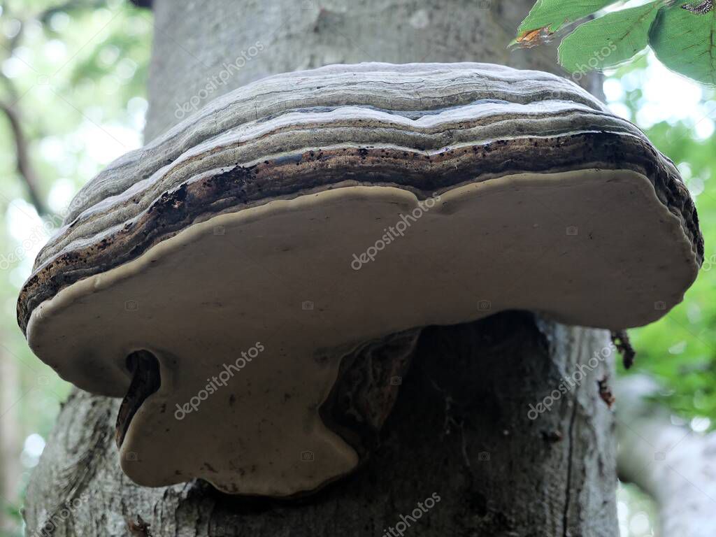 Los hongos arbóreos, como el hongo yesca, crecen en los árboles y ...