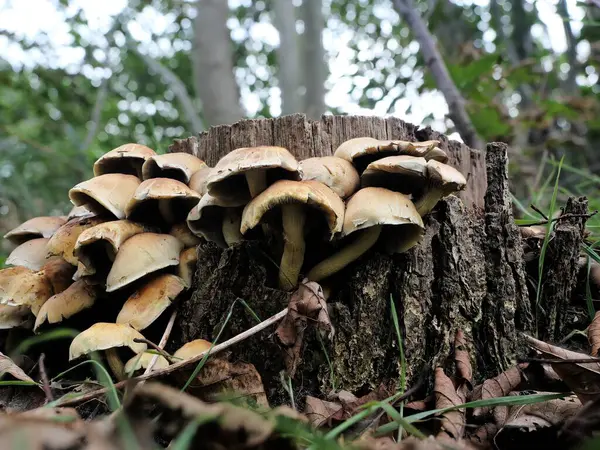 Hallimasch, Armillaria mellea. Hallimasch se alimenta de materia ...