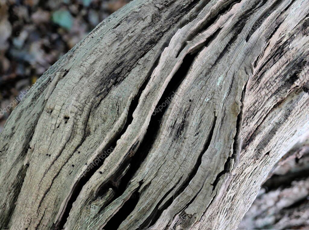 Dead debarked tree trunk with porous wood structure. The decomposition ...