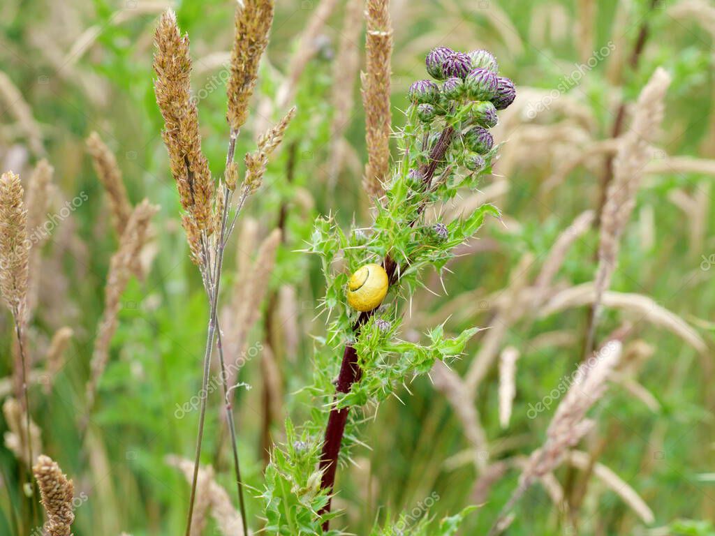 Caracol de caracol con arboleda amarilla. En un cardo, un pequeño ...