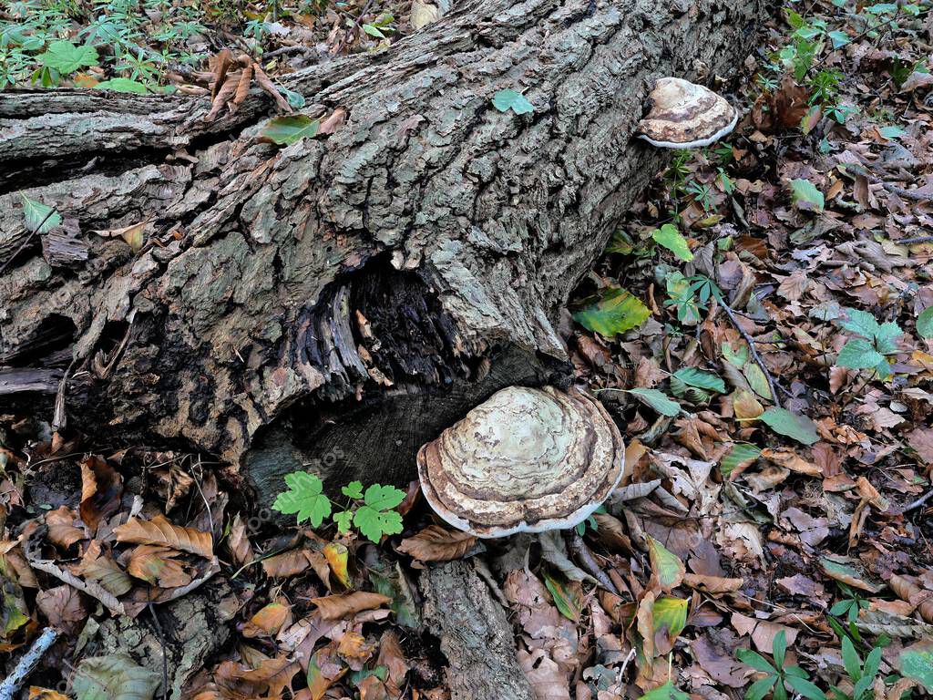 Hongos del árbol, hongo Yesca. Los hongos arbóreos, como el hongo yesca ...