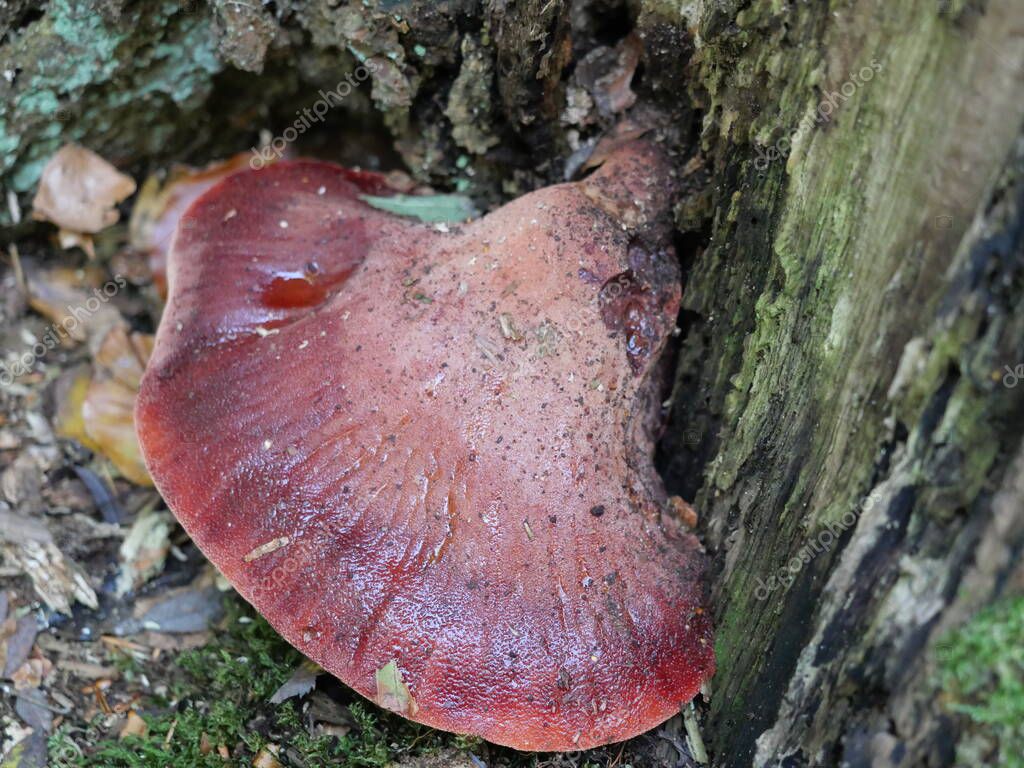 El hongo de árbol - el hongo Lingzhi. El hongo Lingzhi rojizo ...
