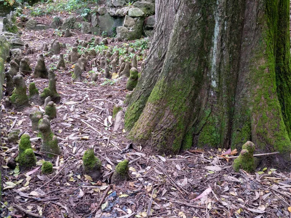 Cypress knees Stock Photos, Royalty Free Cypress knees Images ...