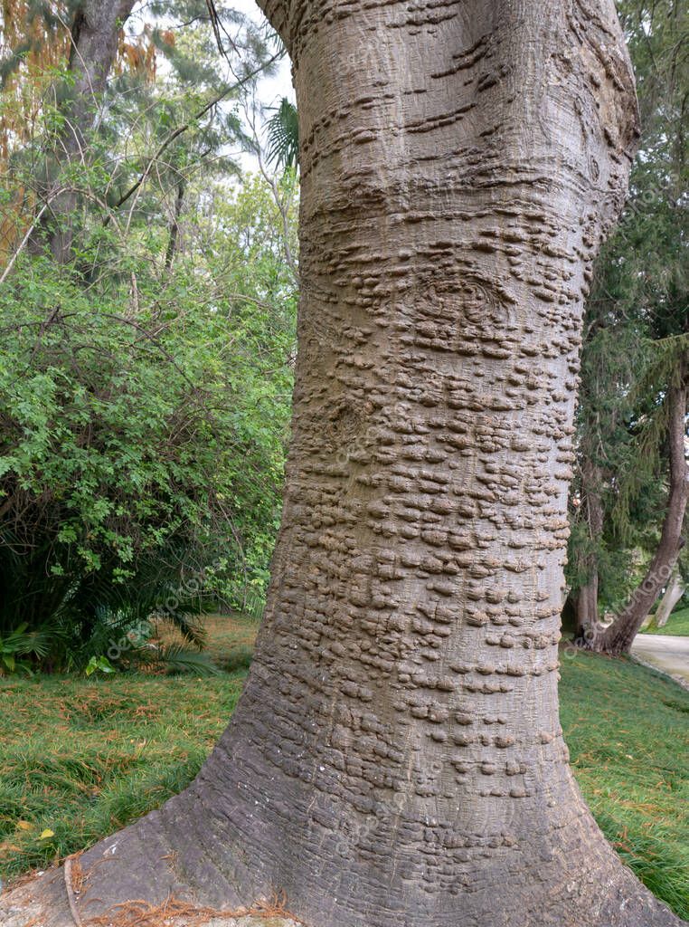 Erythrina caffra, coast coral tree or African coral tree. Detail of ...