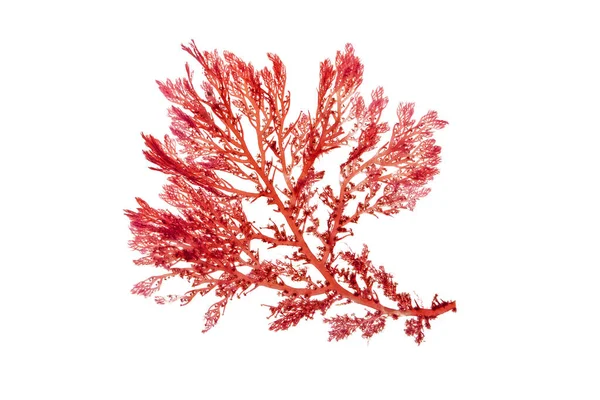 Red algae Stock Photos, Royalty Free Red algae Images | Depositphotos