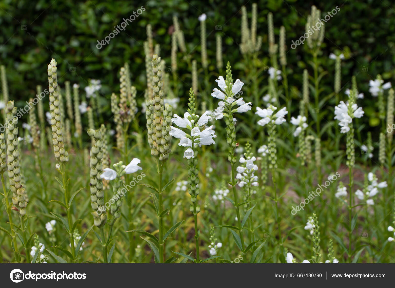 Obedient Plant White