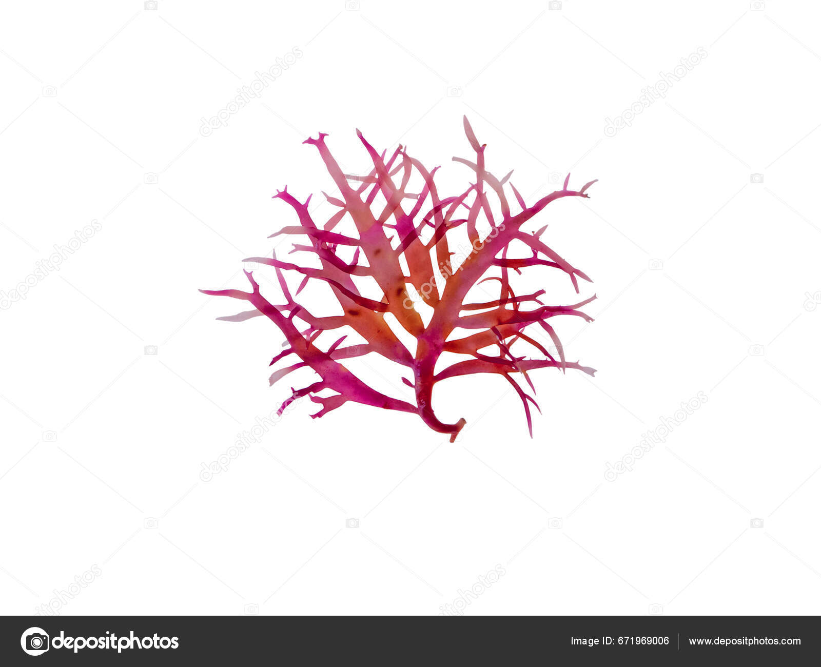 Red Algae Rhodophyta