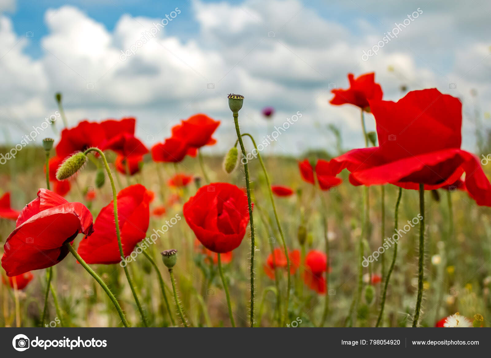 Red Poppies Field — Stock Photo © myha.and.gmail.com #798054920