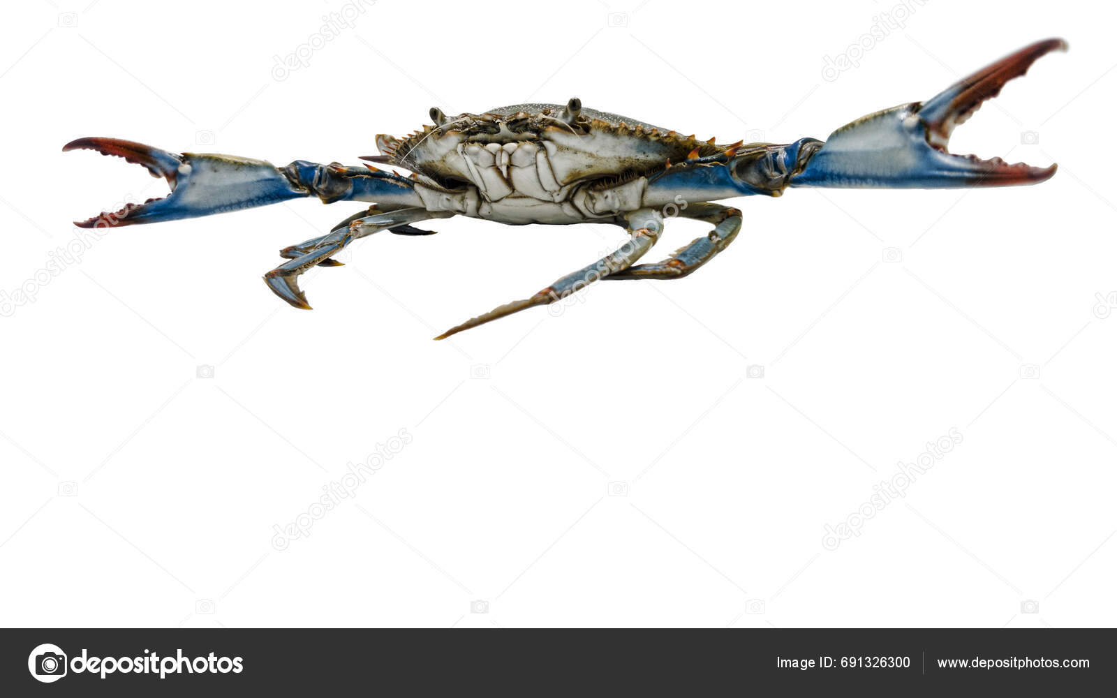 Aggressive Threatening Blue Crab White Background Writing Space Tasty ...