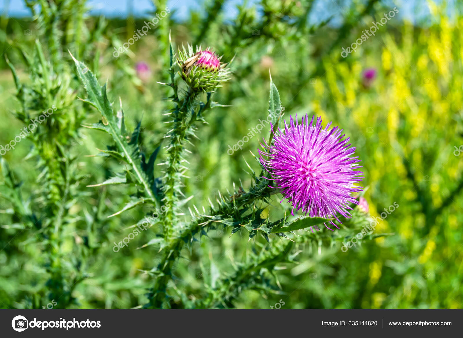 Beautiful Growing Flower Root Burdock Thistle Background Meadow Photo ...