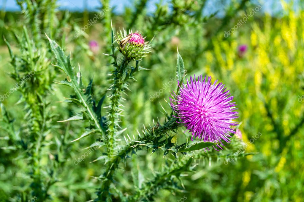 Hermoso crecimiento flor raíz cardo bardana en el prado de fondo, foto ...