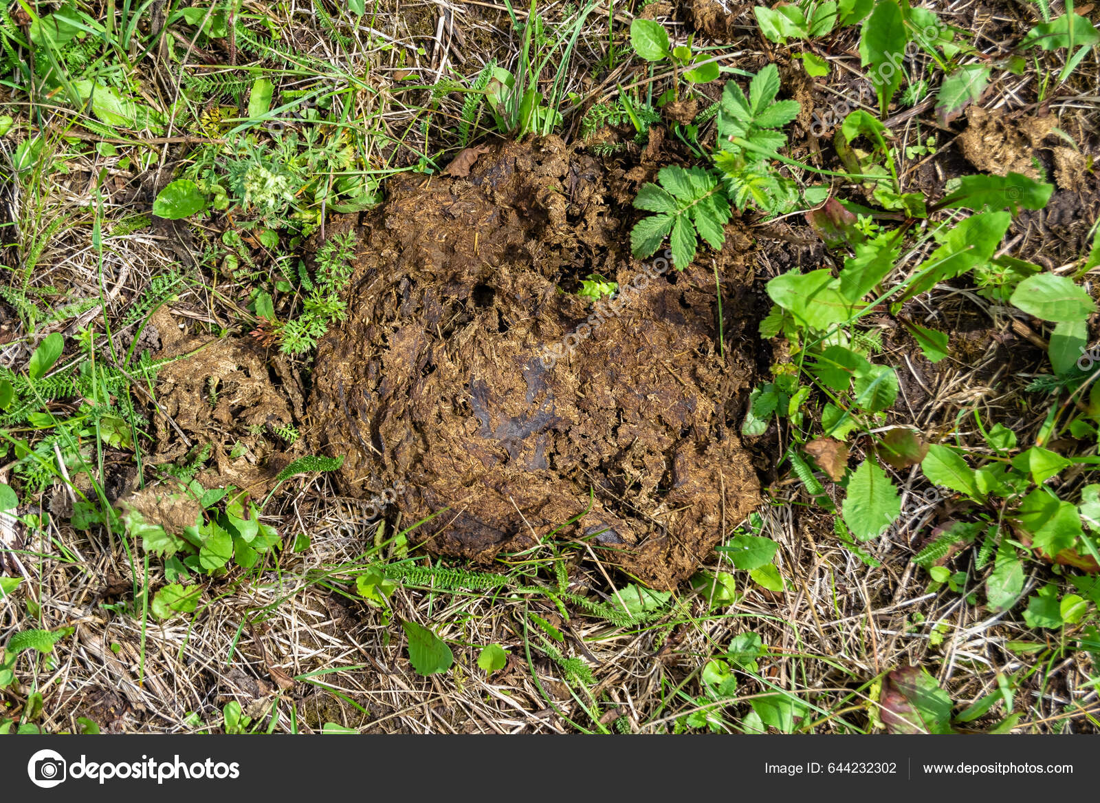 Photography Theme Fresh Cow Dung Lies Manure Animal Farm Photo — Stock ...