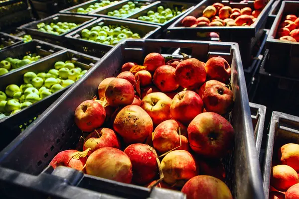 Fruit sorting Stock Photos, Royalty Free Fruit sorting Images ...