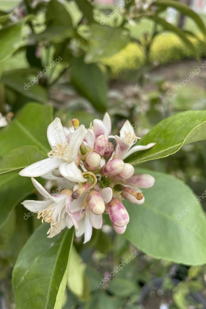 La flor de limón Meyer es conocida por sus flores blancas con aroma ...