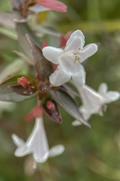 The Magic of Spring. The Awakening of Nature and the Macro View of Wild ...