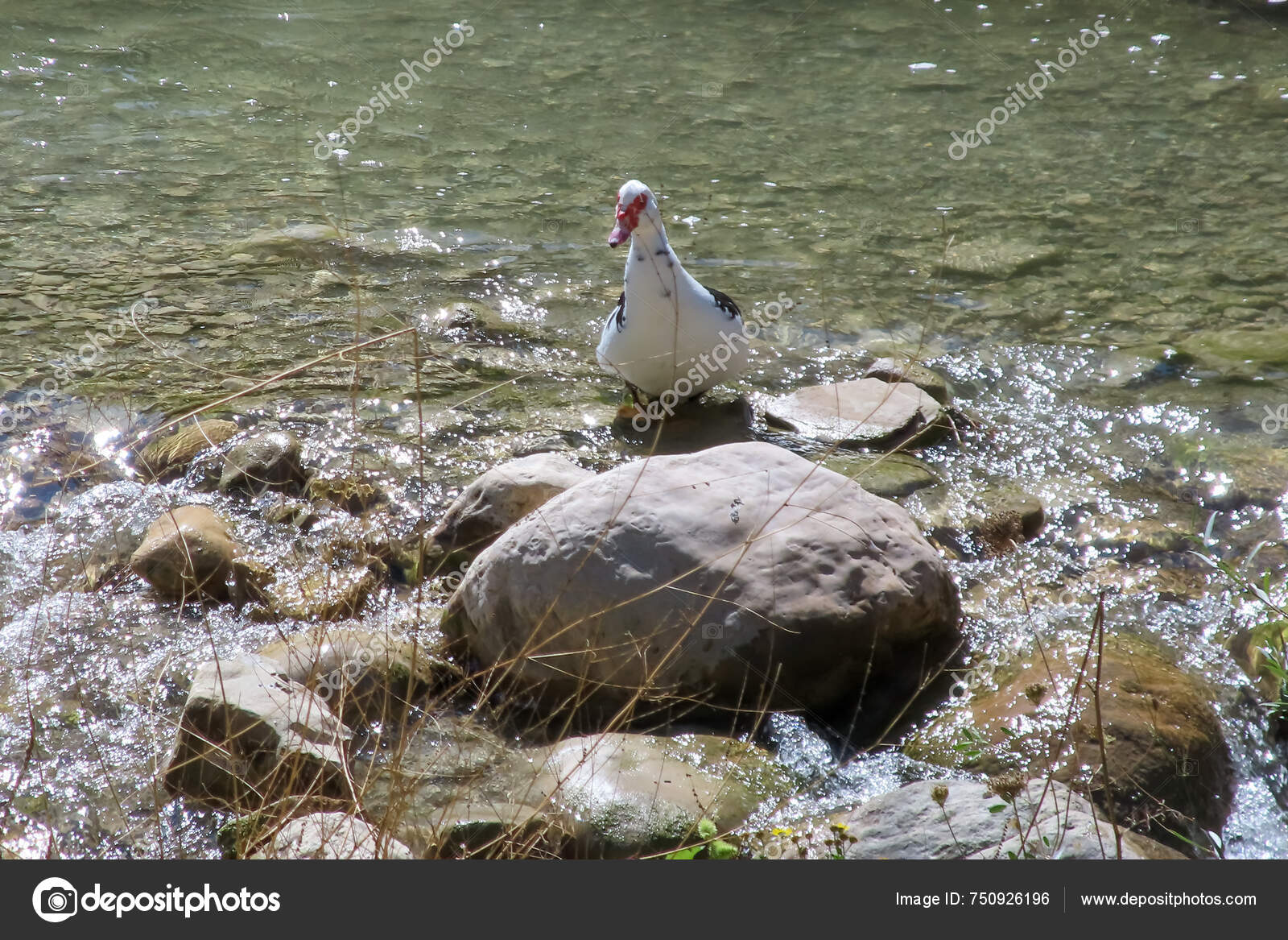 Serenity Stream Ducks Natural Habitat Captivating Stock Photo Featuring ...