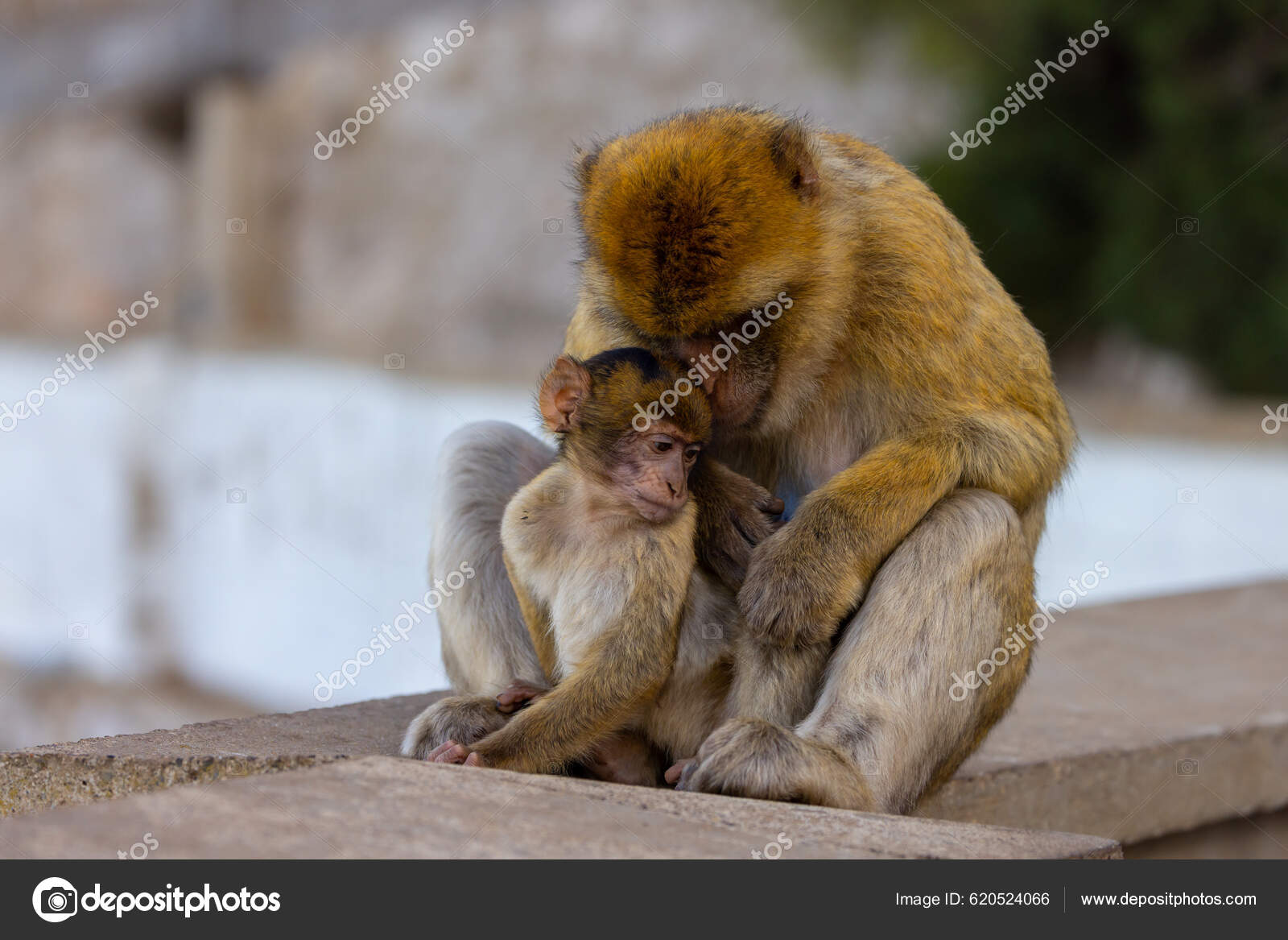 Mother Baby Monkey Barbary Macaque Rock Gibraltar — Stock Photo © edb3 ...