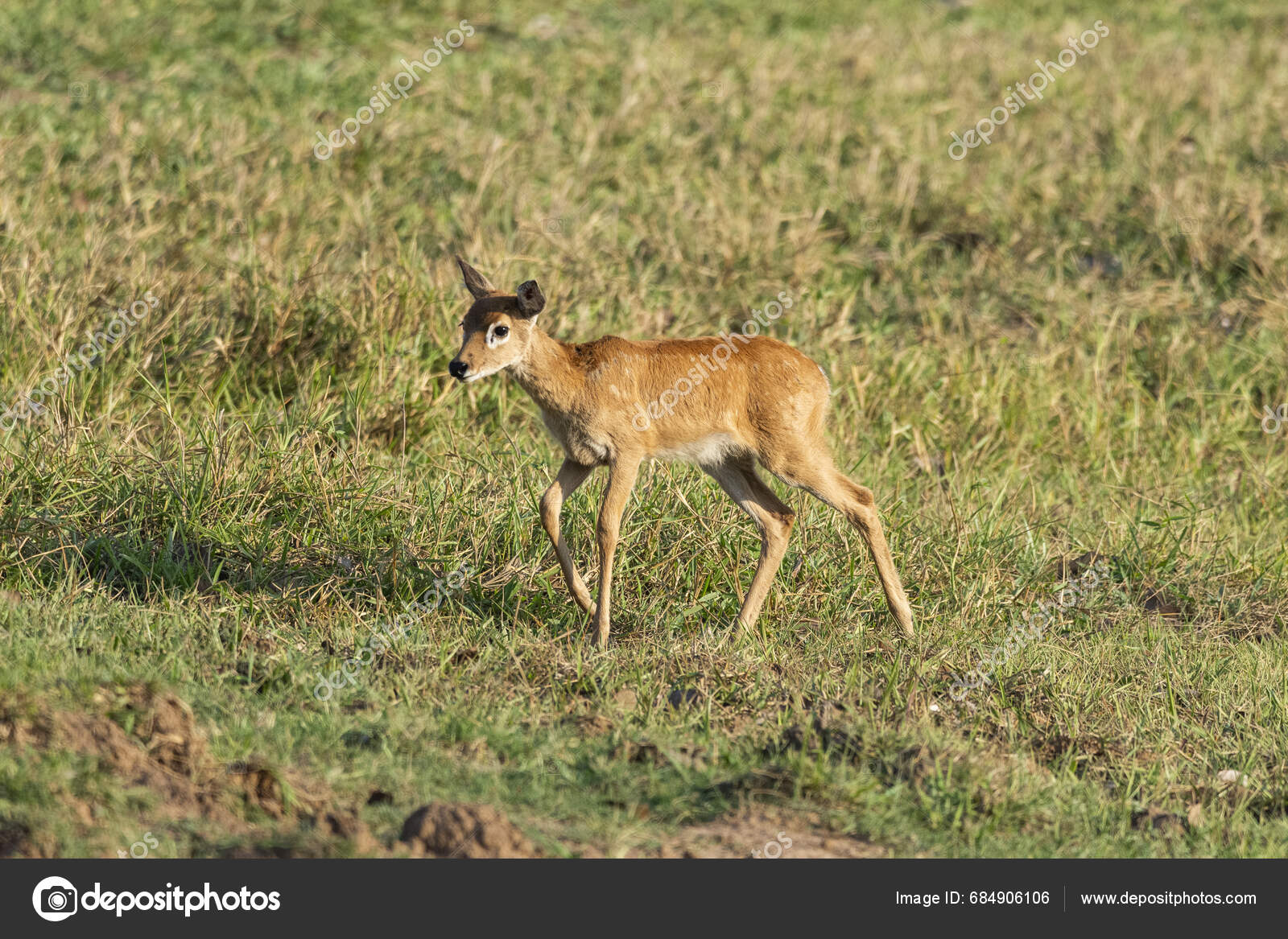 Pampas Deer Cub Fields Brazilian Pantanal Miranda Mato Grosso Sul ...