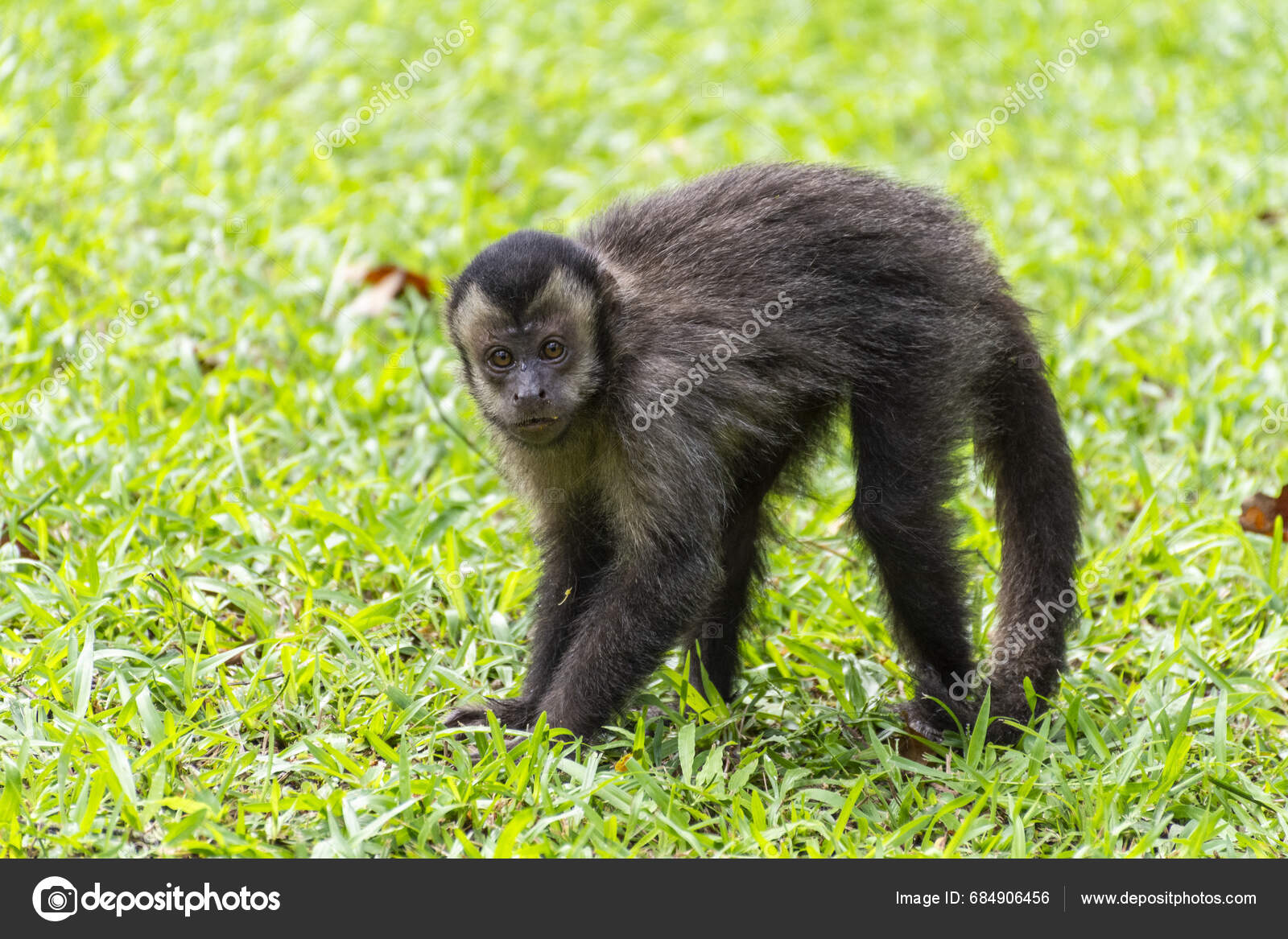 Capuchin Monkey Green Grass Ground Botanical Garden Rio Janeiro Brazil ...