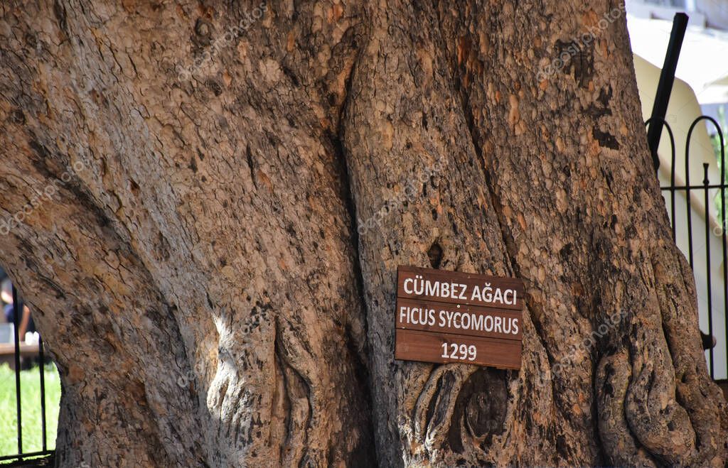 700 years old Ficus Sycomorus tree still bearing fig fruit in front of ...