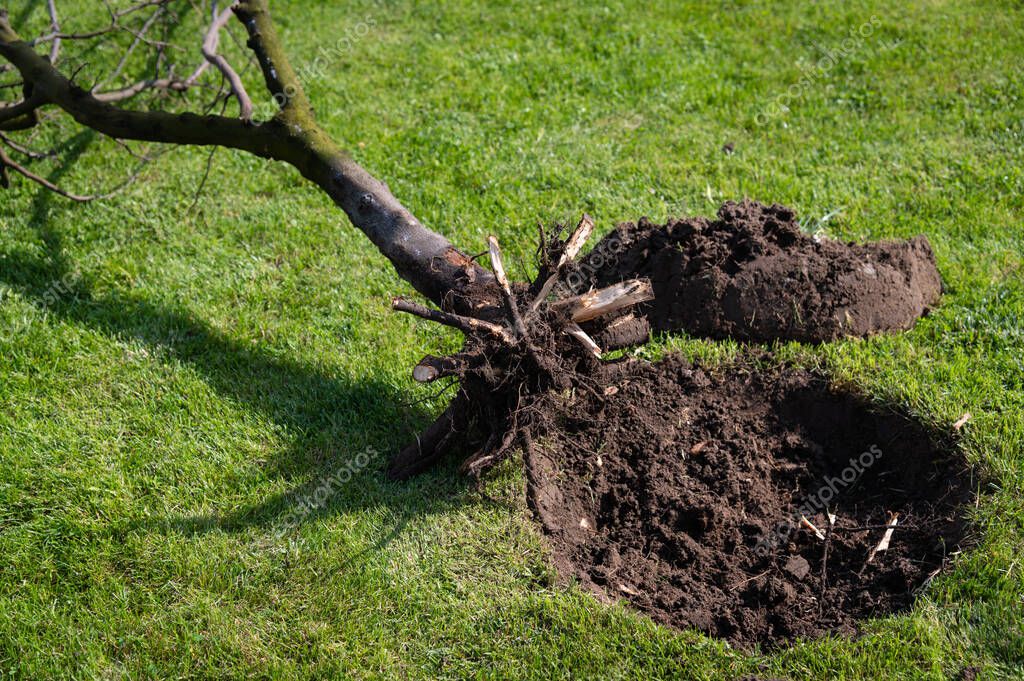 Cortar ramas y talar o arrancar árboles muertos en primavera. Poda ...