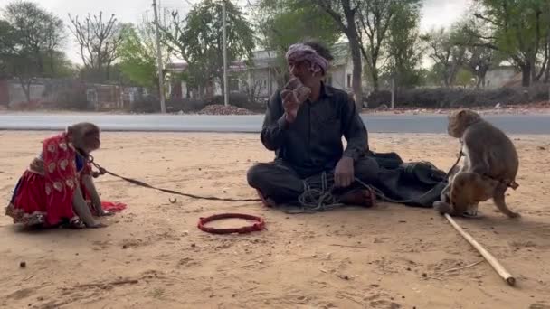 13 Monkey magic Videos, Royalty-free Stock Monkey magic Footage ...