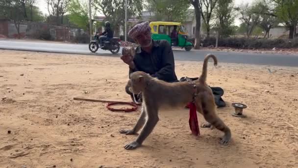 67 Monkey performer Stock Videos, 4K & HD Footage | Depositphotos