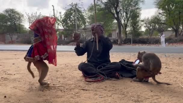 Discover Magic Streets Talented Performer His Monkeys Create ...