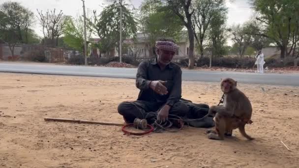 128 Monkey dancing Stock Videos, 4K & HD Footage | Depositphotos