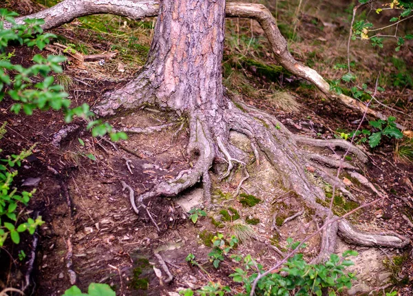 Tree trunk roots Stock Photos, Royalty Free Tree trunk roots Images ...