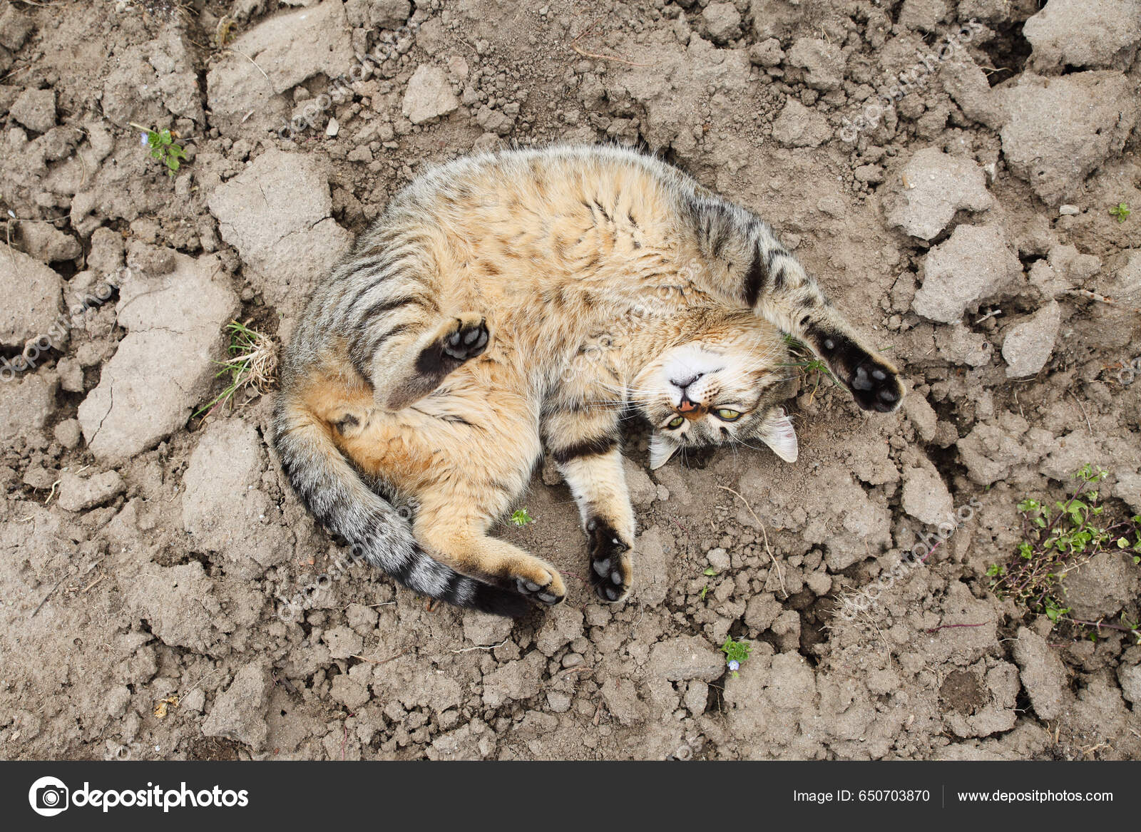 Adorable Mackerel Tiger Striped Tabby Cat Rolling Happily Dirt Making ...