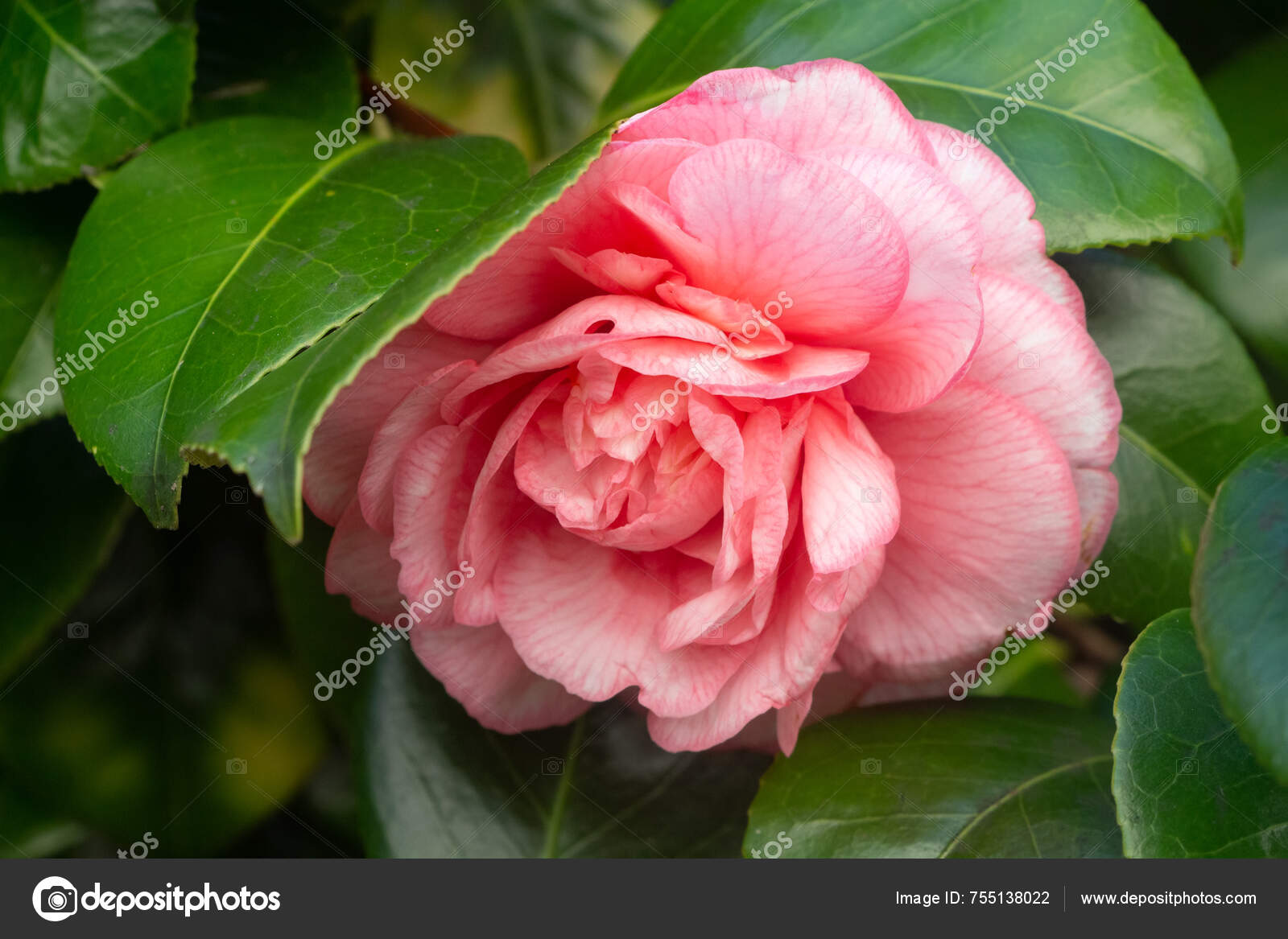 Pink Flower Camellia Blooming Garden Brittany — Stock Photo ...