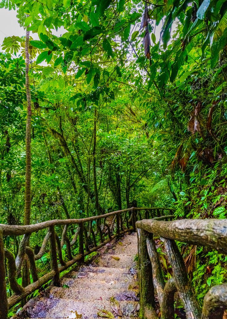 Ruta por la Selva en el Parque Nacional Volcán Tenorio, Estación El ...