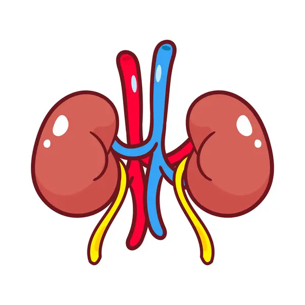 Vectores de Riñon anatomia, imágenes vectoriales | Depositphotos