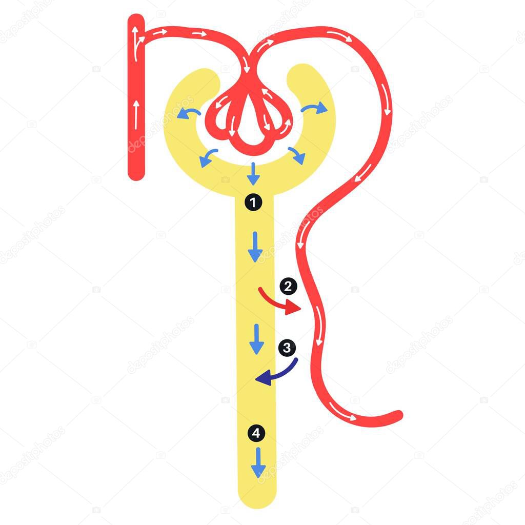 Anatomy of Nephron : Urine Formation. premium vector 2024