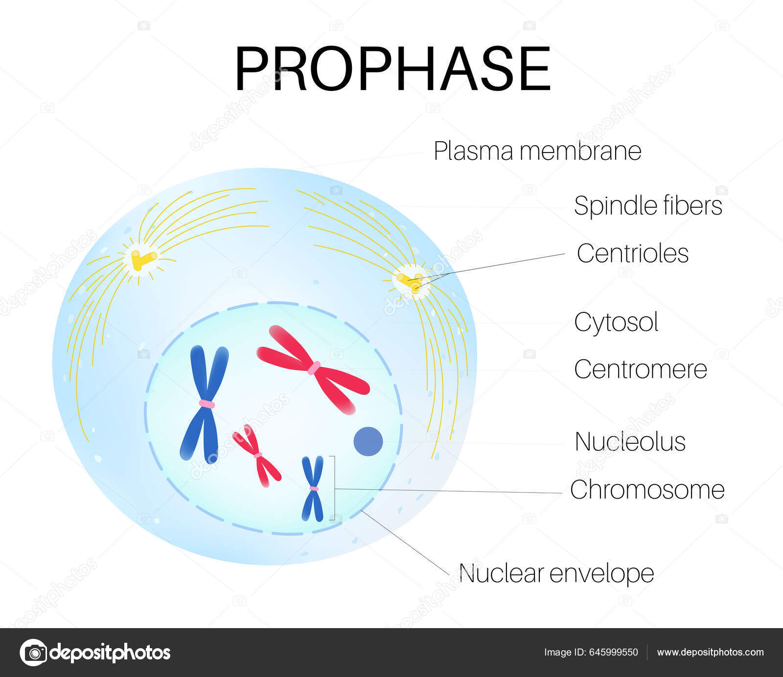 Prophase Est Première Étape Division Cellulaire image vectorielle par ...