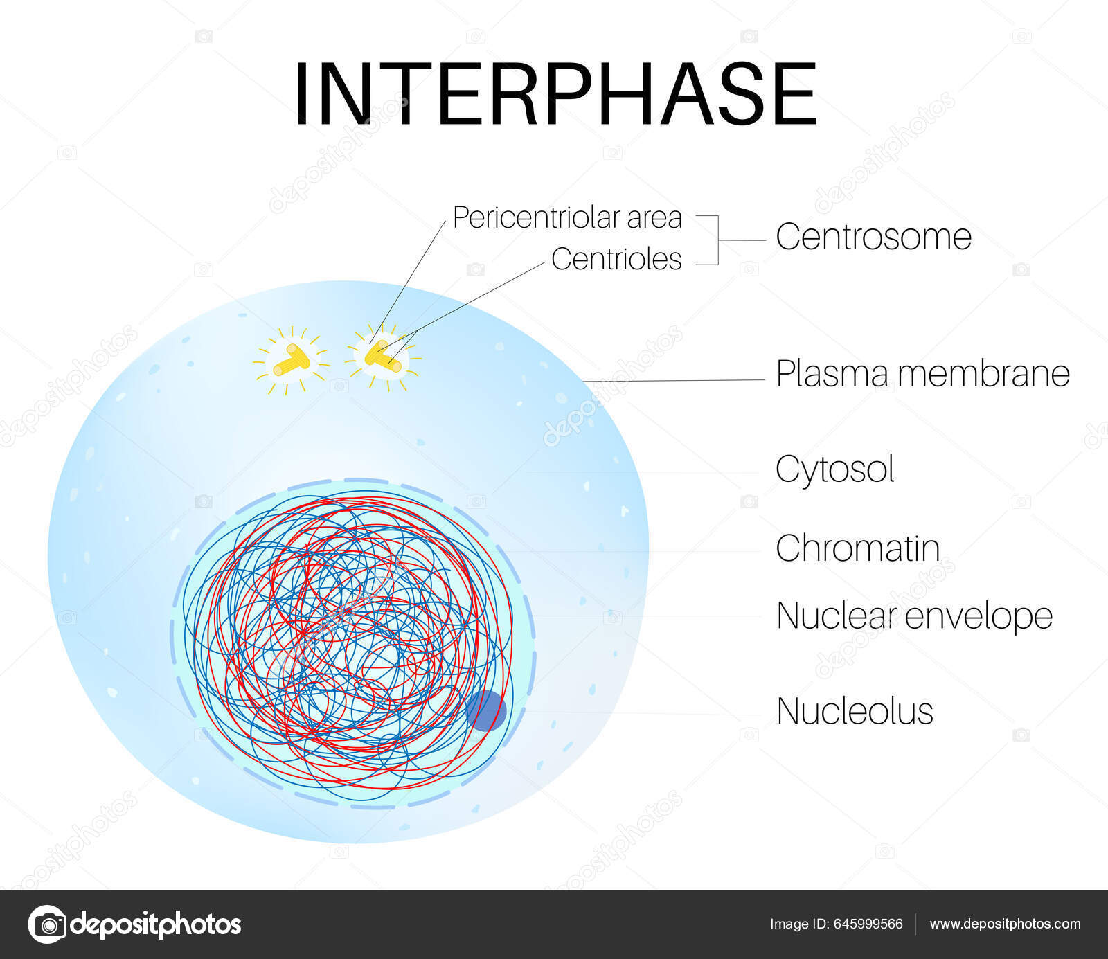 Interphase Unter Dem Mikroskop