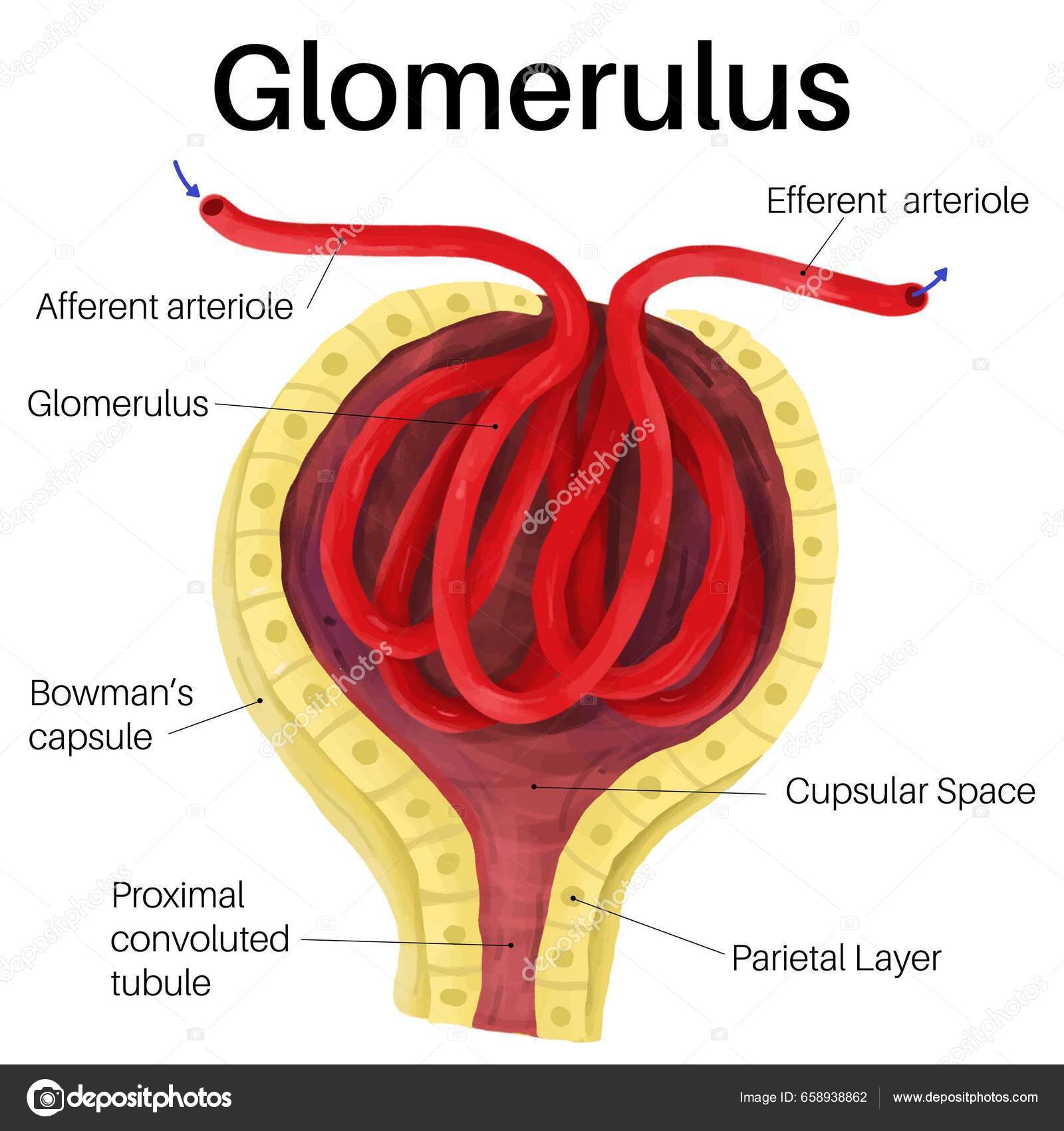 Glomérulo Uma Rede Pequenos Vasos Sanguíneos Stock Vector by ...