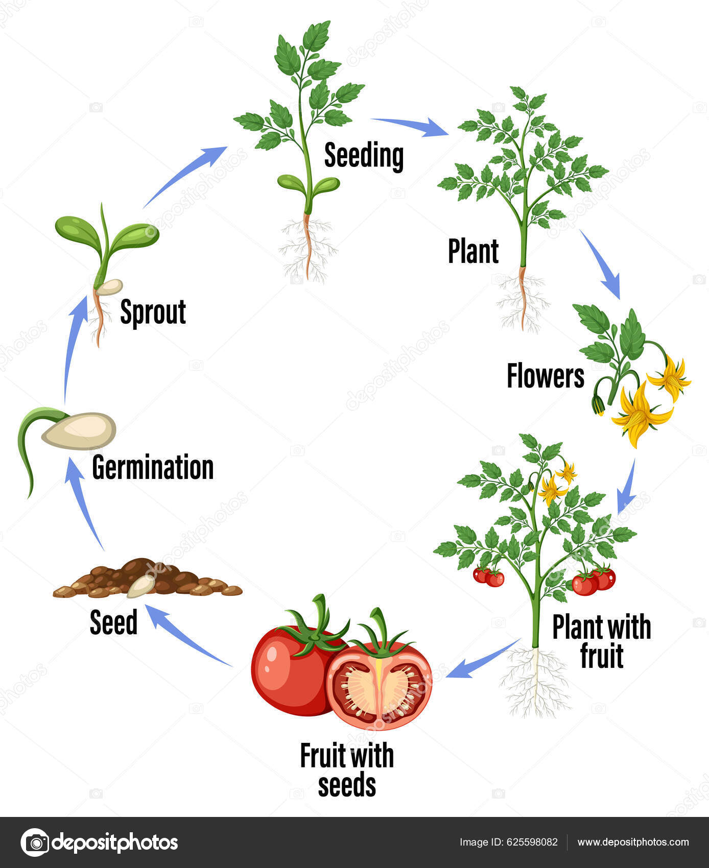 Life Cycle Tomato Plant Diagram Illustration Stock Vector by ©brgfx ... Life Cycle Tomato Plant Diagram Illustration Stock Vector by ©brgfx ...