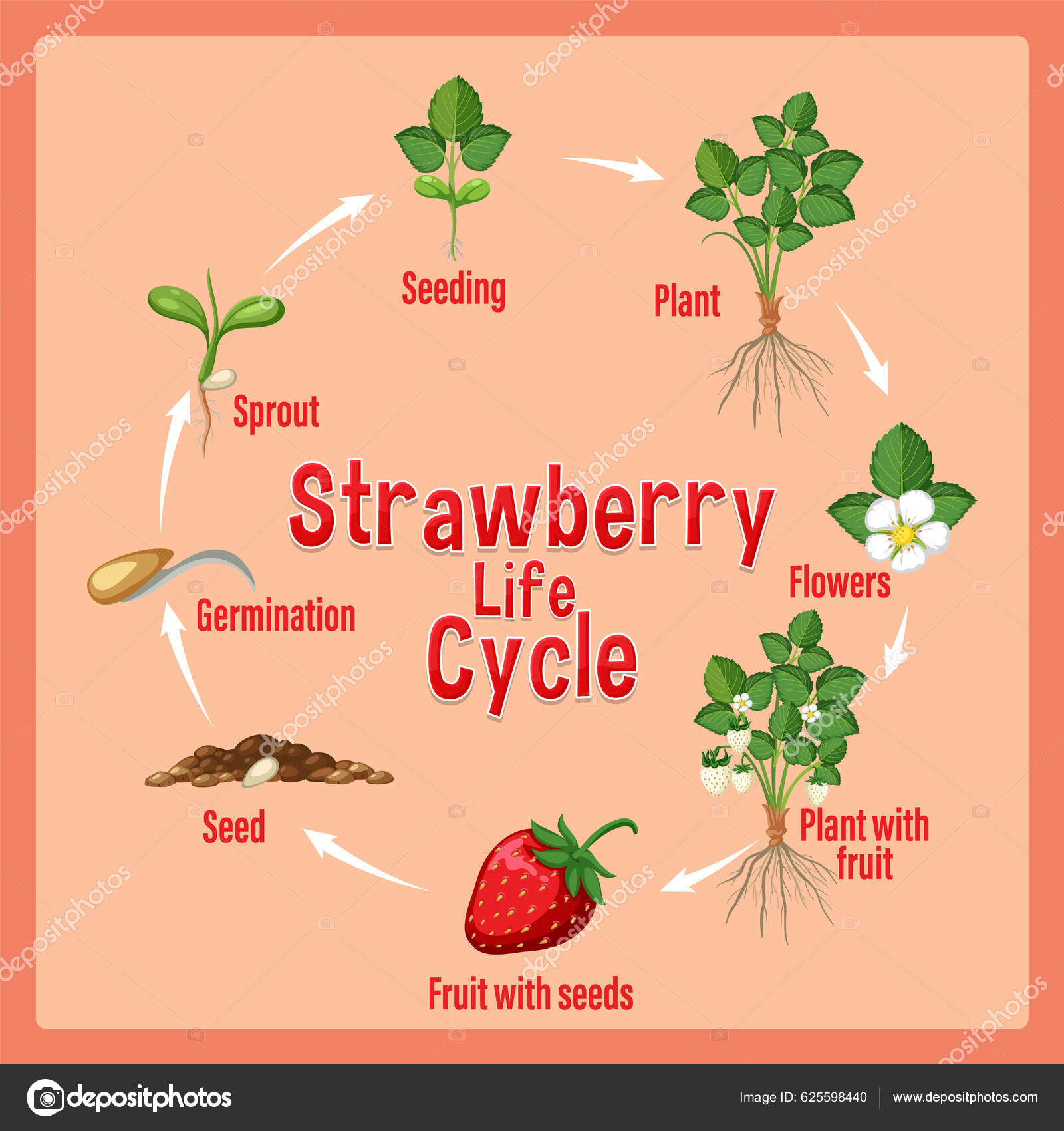 草莓图的生命周期说明 图库矢量图©brgfx 625598440