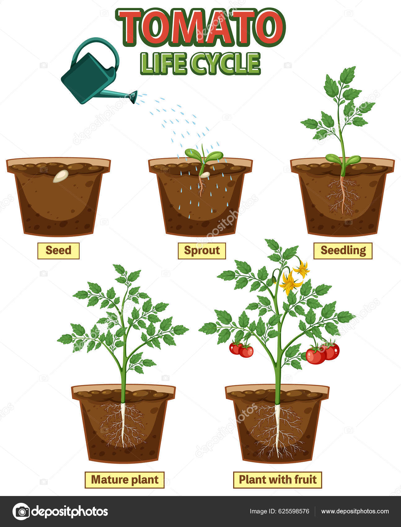 Siklus Hidup Dari Gambar Diagram Tanaman Tomat Vektor Stok oleh ©brgfx ...