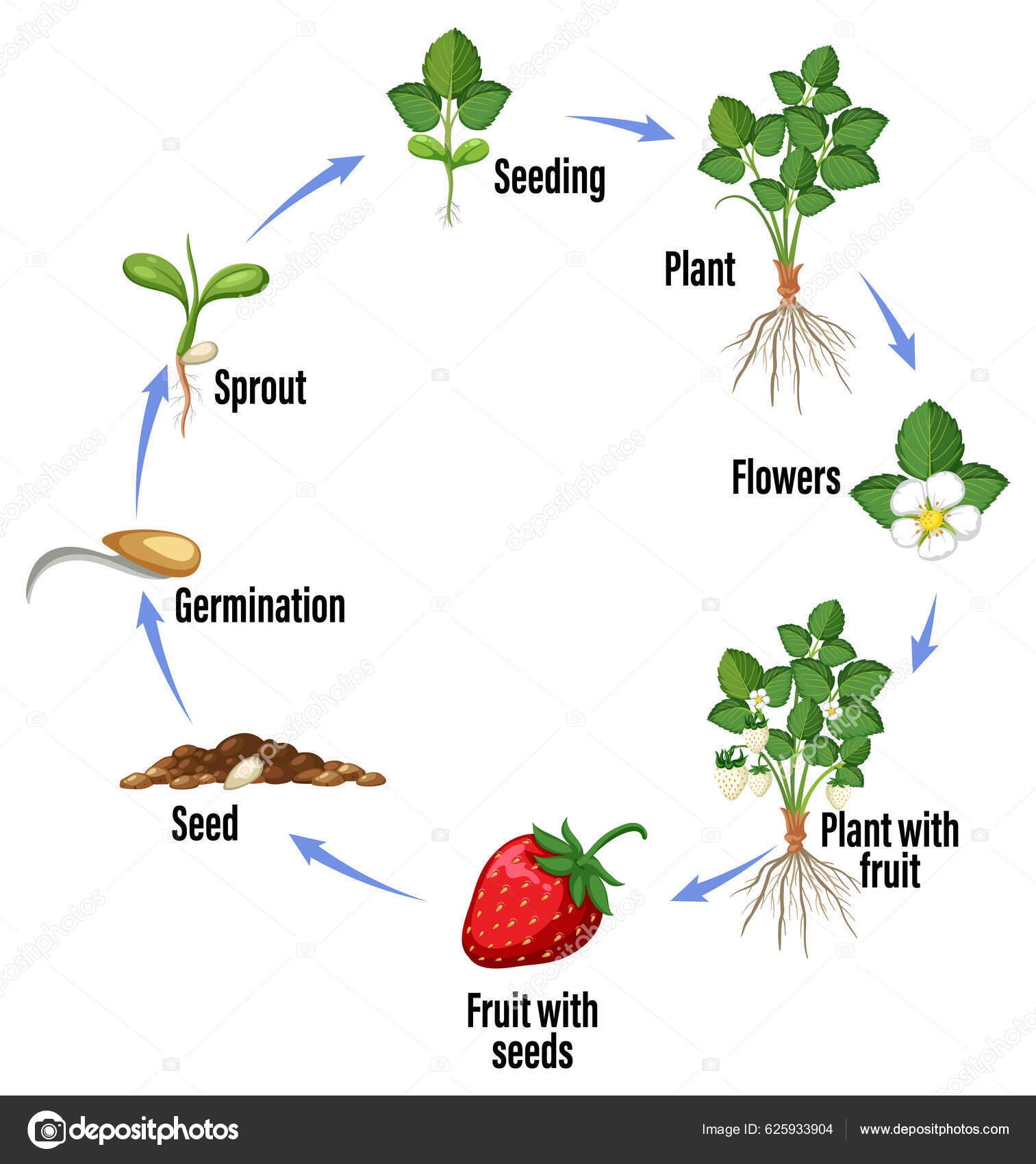 Levenscyclus Van Siphonaptera