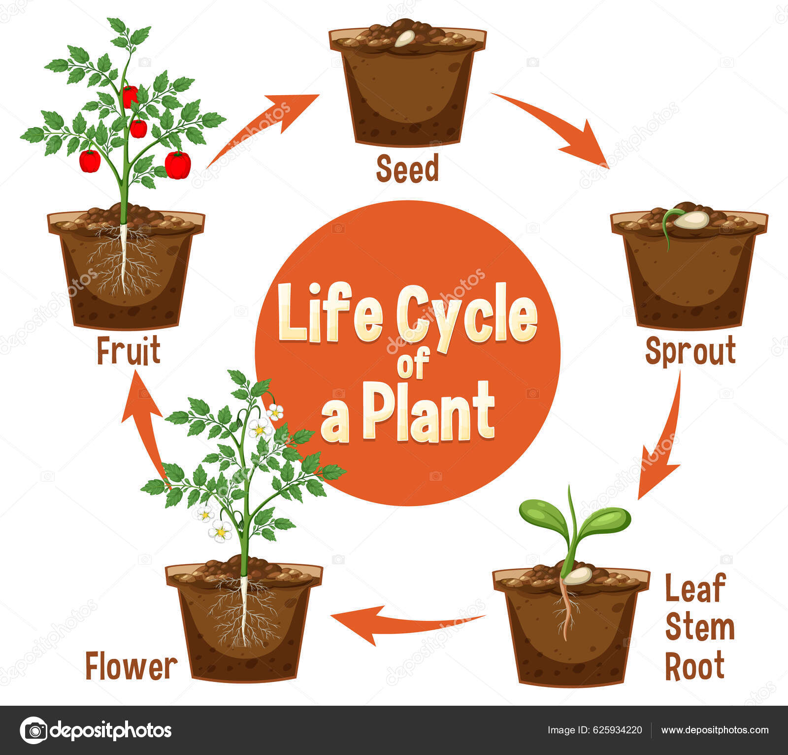 Life Cycle Plant Diagram Illustration Stock Vector Image by ©brgfx ...