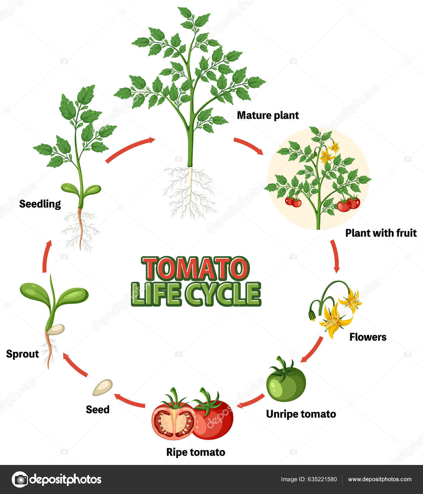 Gymnosperm Livssyklusdiagram