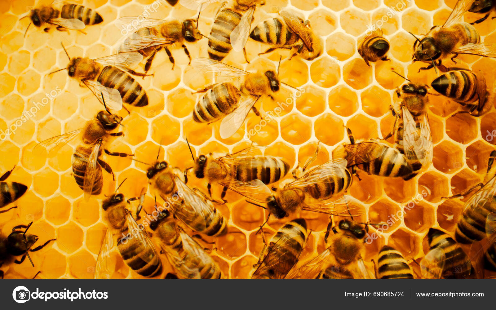 Extreme Close Video Bees Producing Honey Honeycombs Multiple Beehives ...