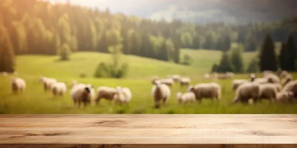 Sheep background Stock Photos, Royalty Free Sheep background Images ...